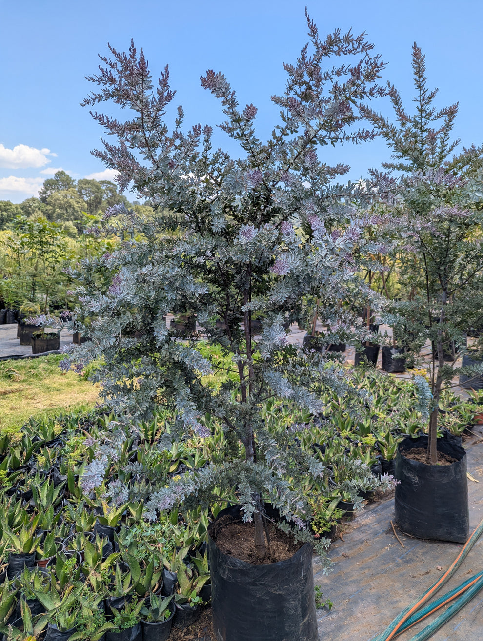 Acacia Morada (2m) – Casa de Vigas