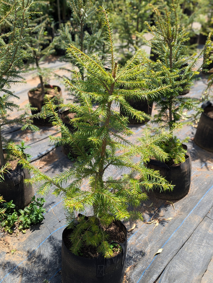 Oyamel (1m) – Casa de Vigas