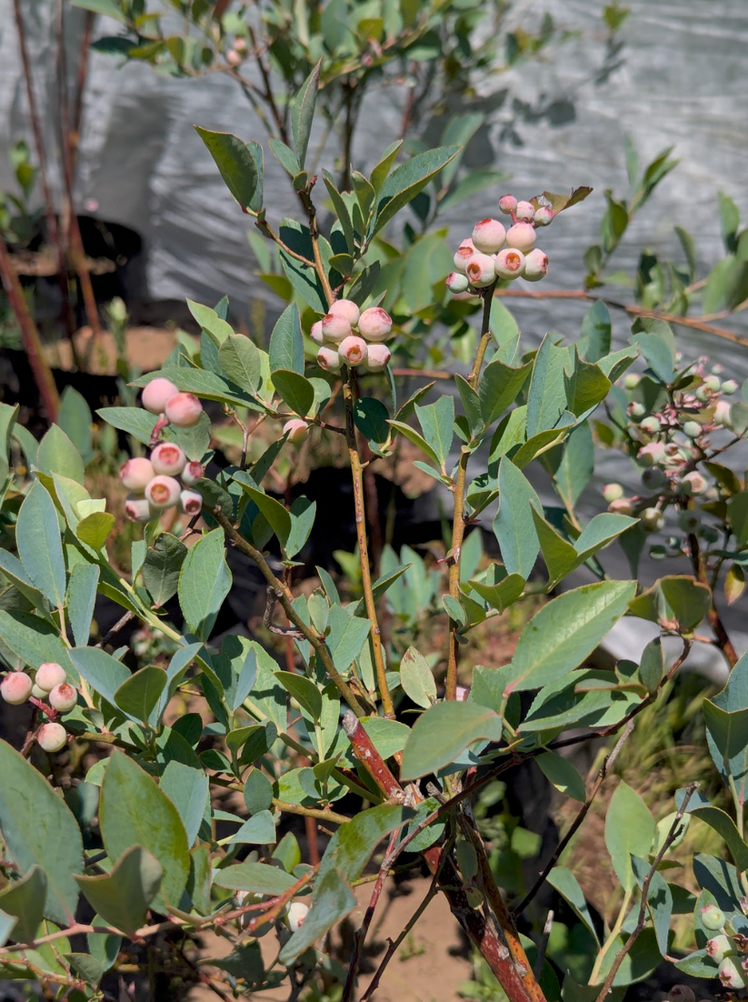 Arándano (Blueberry) – Casa de Vigas